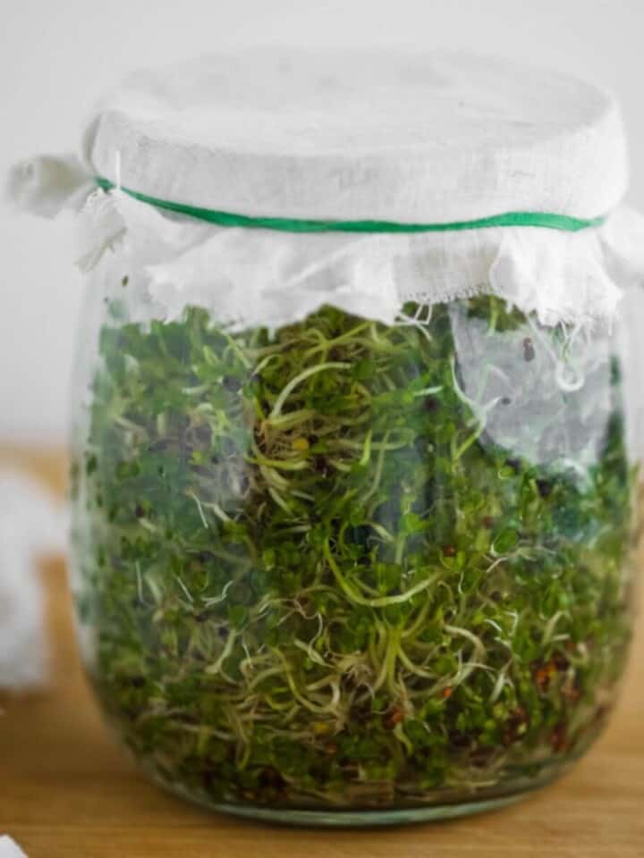 Sunflower Sprouts (Step By Step) - flourishingkitchen.com