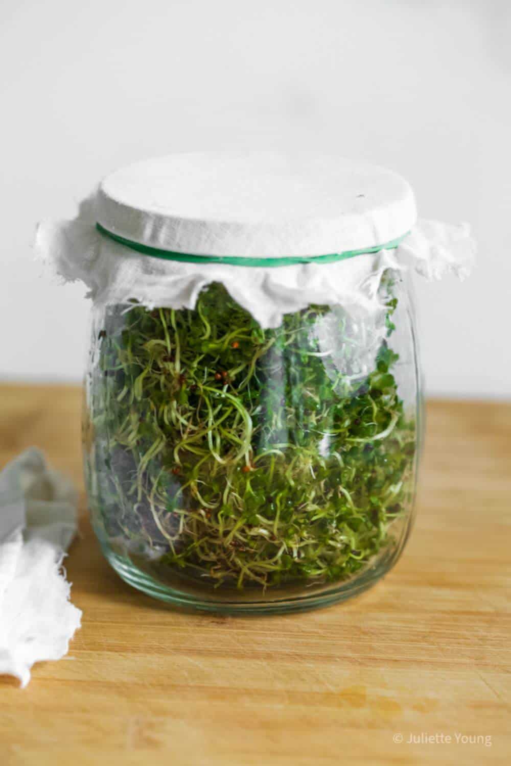 Sunflower Sprouts (Step By Step) - flourishingkitchen.com
