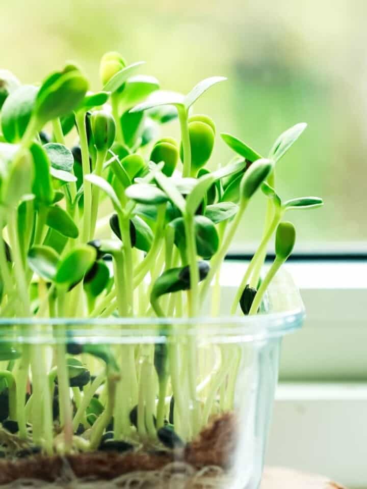 Sunflower Sprouts (Step By Step) - flourishingkitchen.com